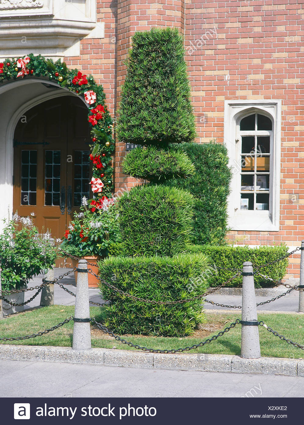 Podocarpus High Resolution Stock Photography and Images - Alamy