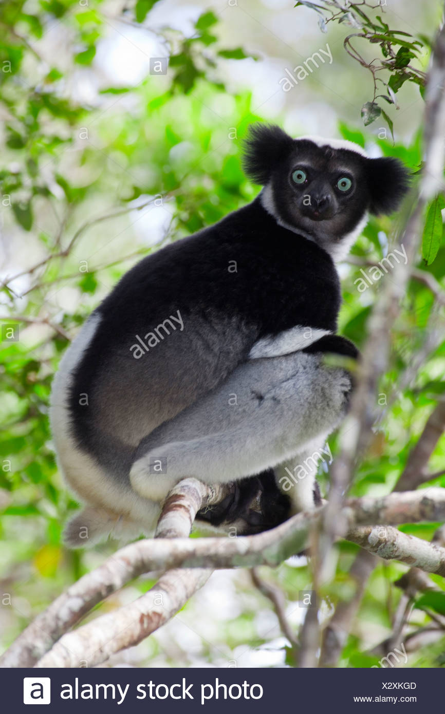 Worlds Largest Species High Resolution Stock Photography and Images - Alamy