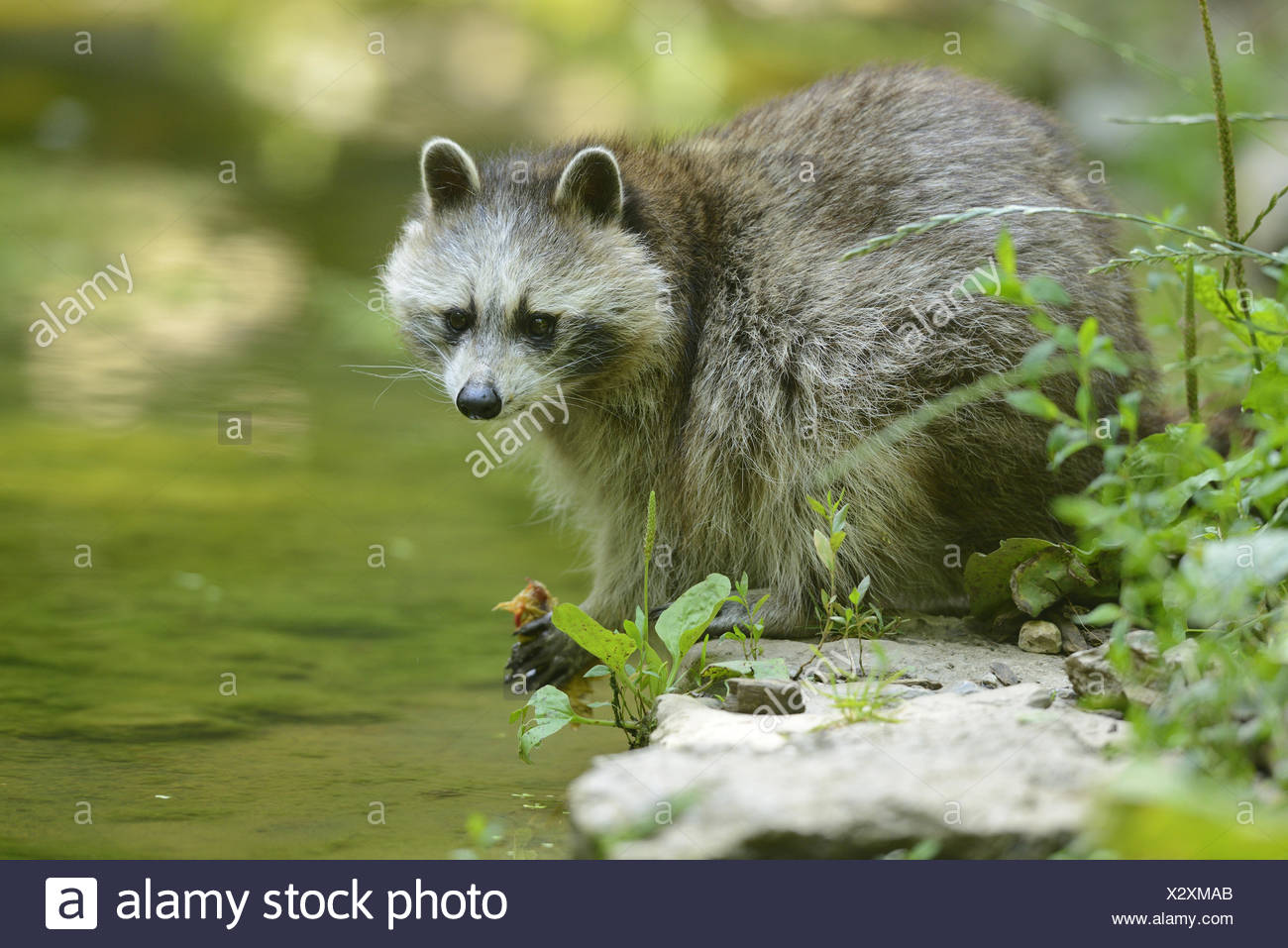 Raccoon Standing Up Stock Photos & Raccoon Standing Up Stock Images - Alamy