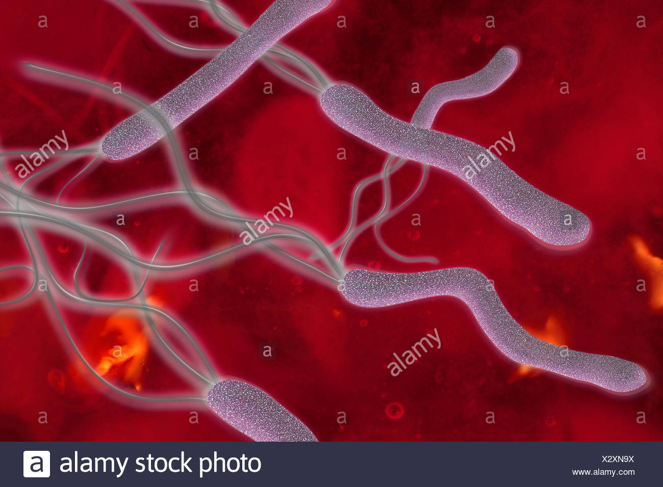 Helicobacter Pylori High Resolution Stock Photography and Images - Alamy