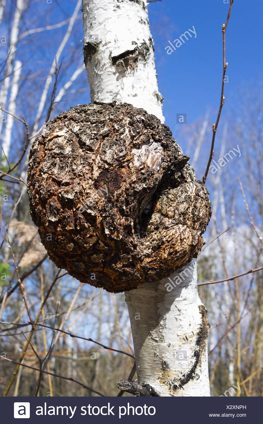 Excrescence High Resolution Stock Photography and Images - Alamy