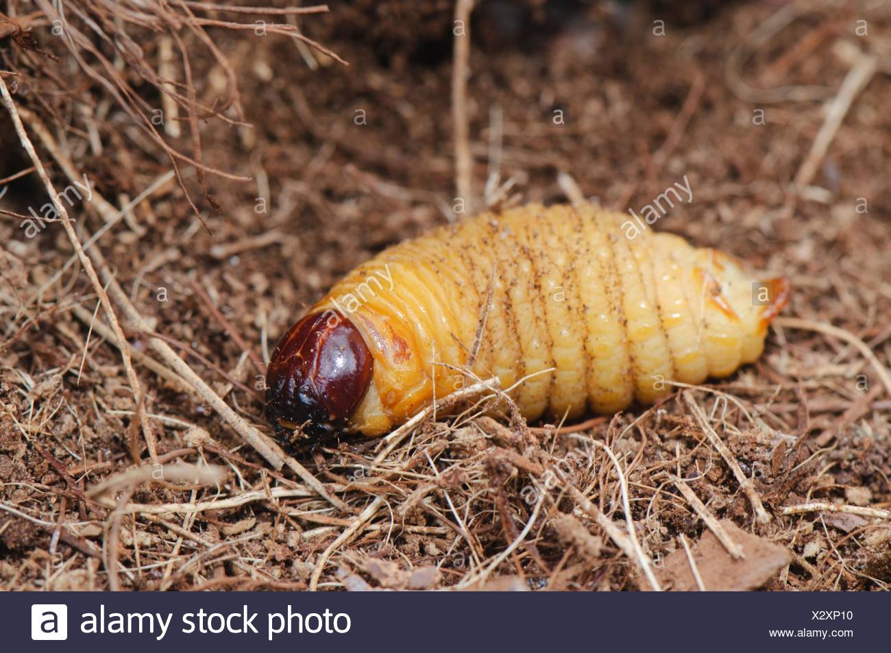 Red Palm Weevil Rhynchophorus Ferrugineus Stock Photos & Red Palm ...