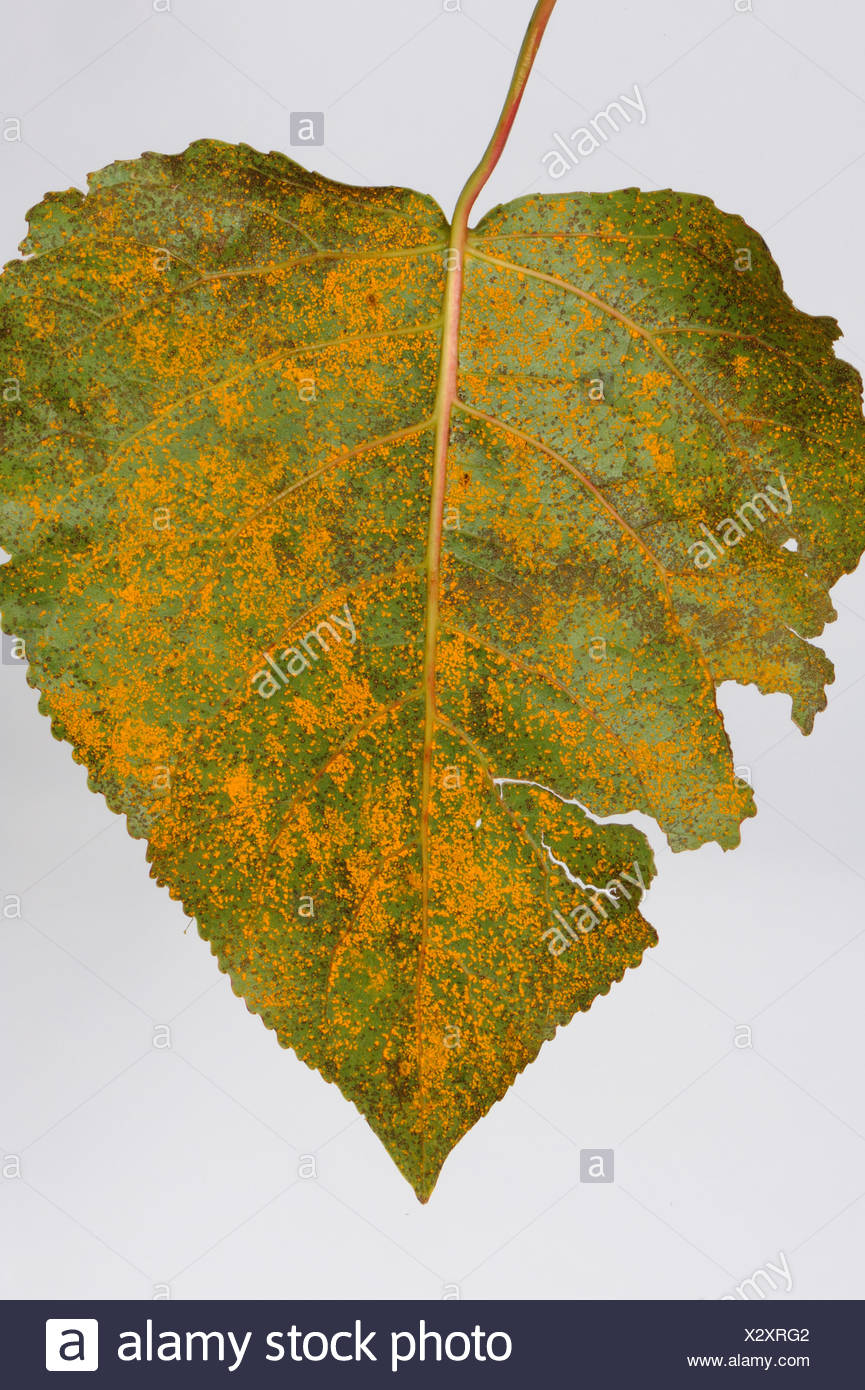 Larici High Resolution Stock Photography and Images - Alamy