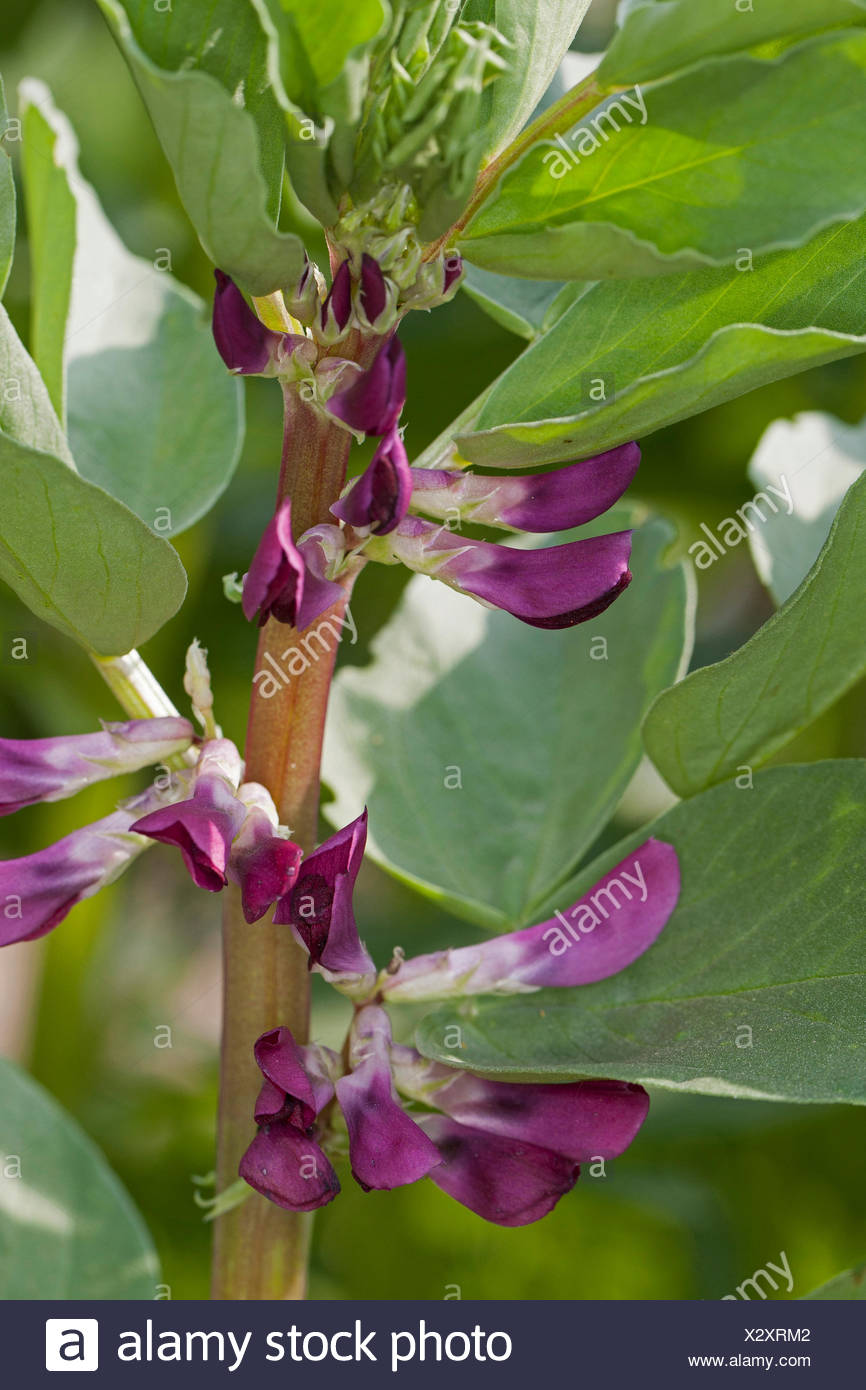 Faba Bean High Resolution Stock Photography and Images - Alamy
