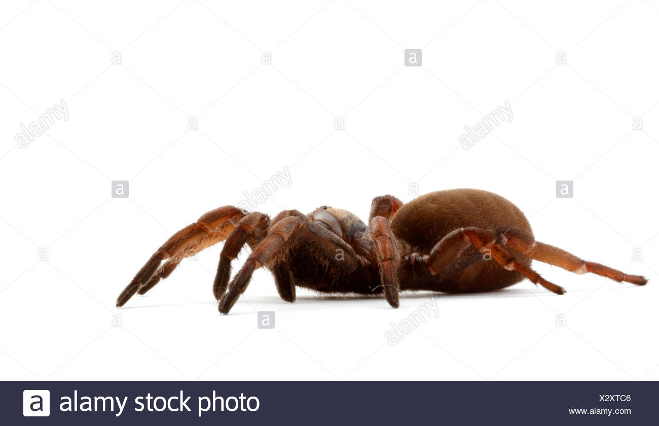 Brown Trapdoor Spider High Resolution Stock Photography and Images - Alamy