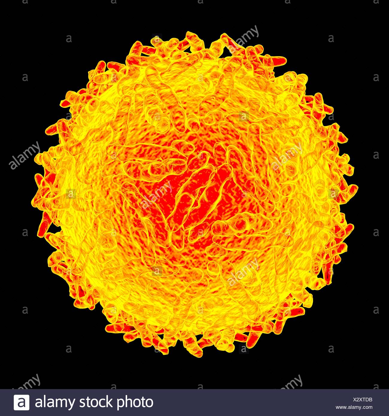 Alphavirus High Resolution Stock Photography and Images - Alamy