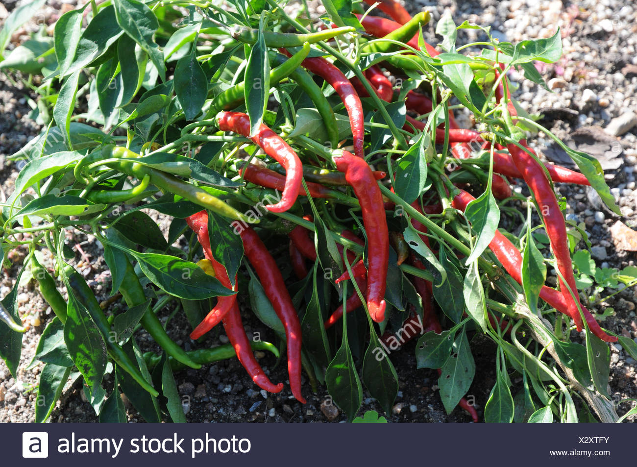 Capsicum Frutescens High Resolution Stock Photography and Images - Alamy