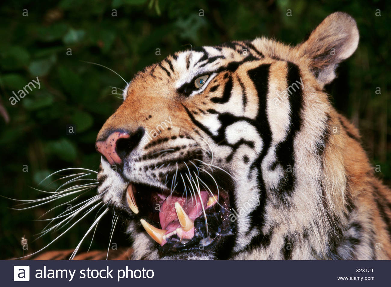 Bengal Tiger Snarling Stock Photos & Bengal Tiger Snarling Stock Images ...
