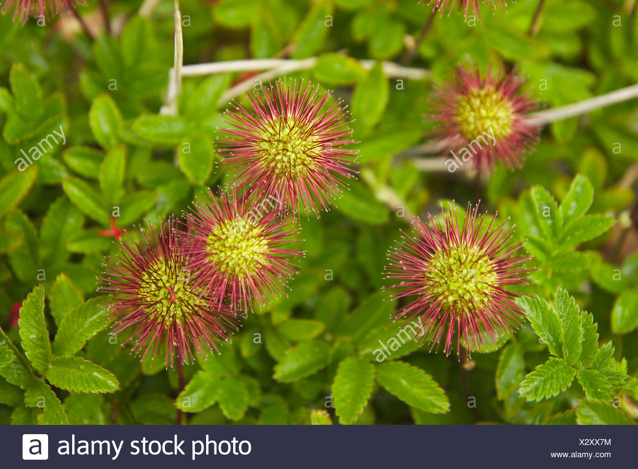 Acaena High Resolution Stock Photography and Images - Alamy