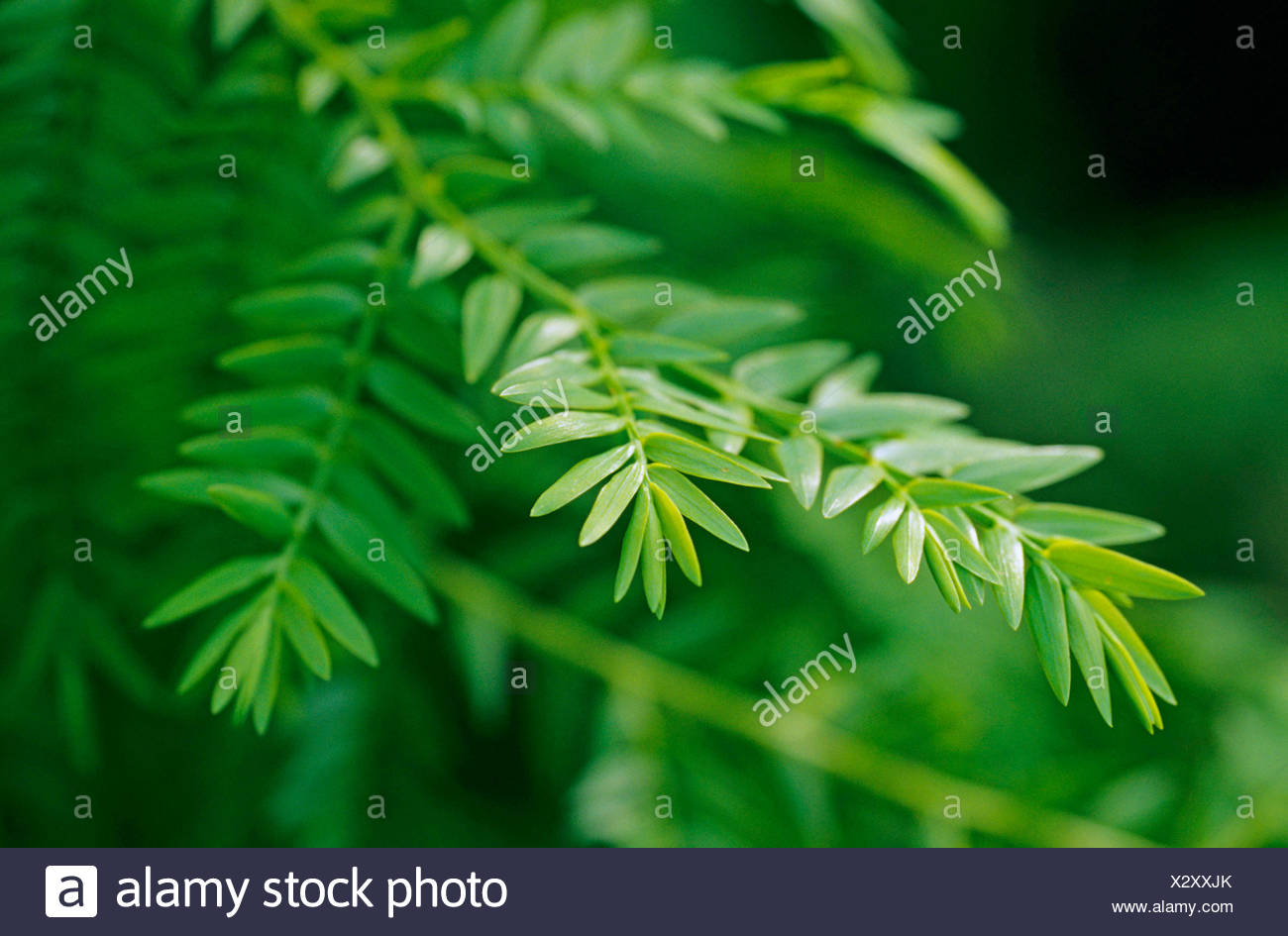 Retrophyllum Rospigliosii High Resolution Stock Photography and Images ...