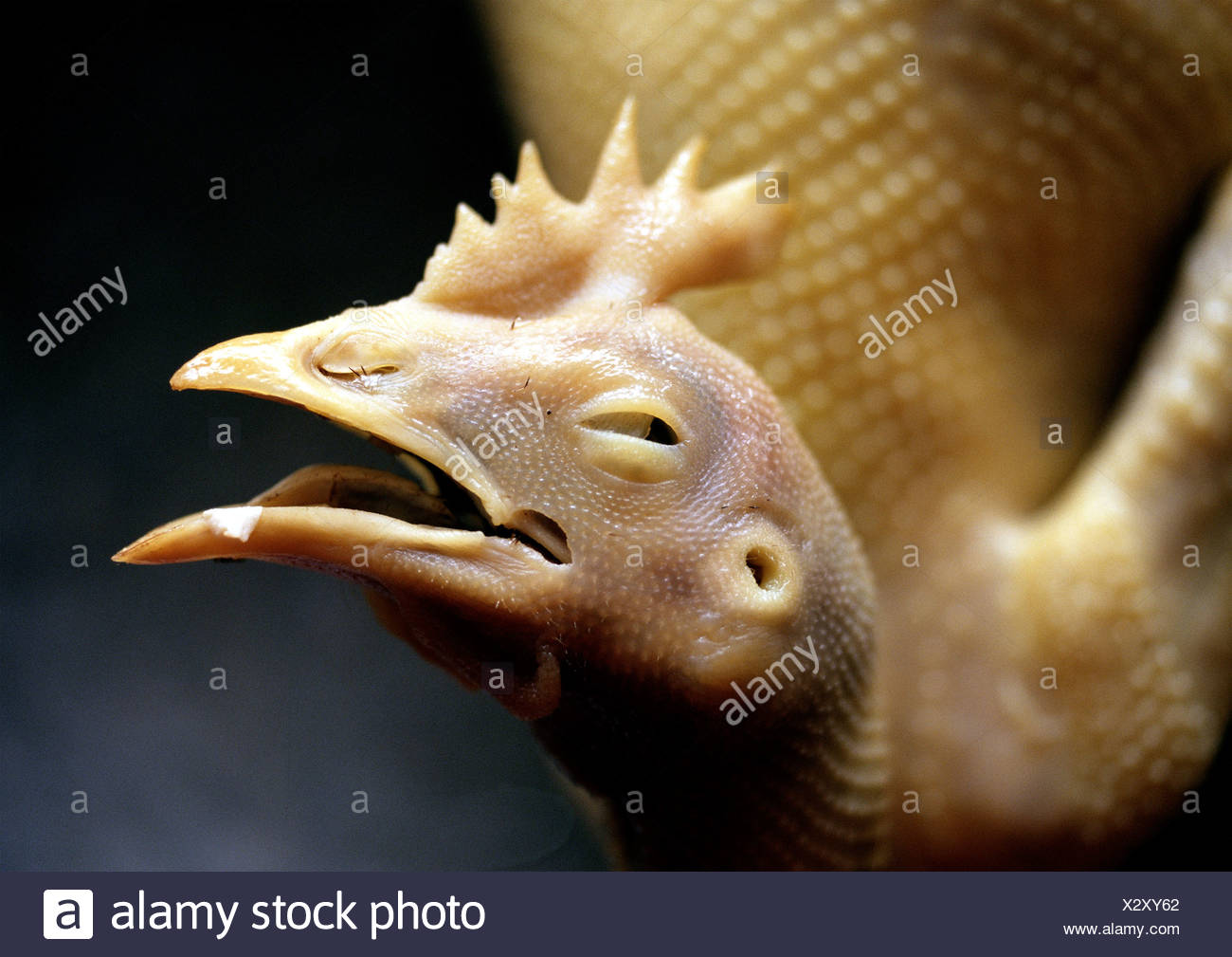 Dead Chicken Close Up Head High Resolution Stock Photography and Images ...