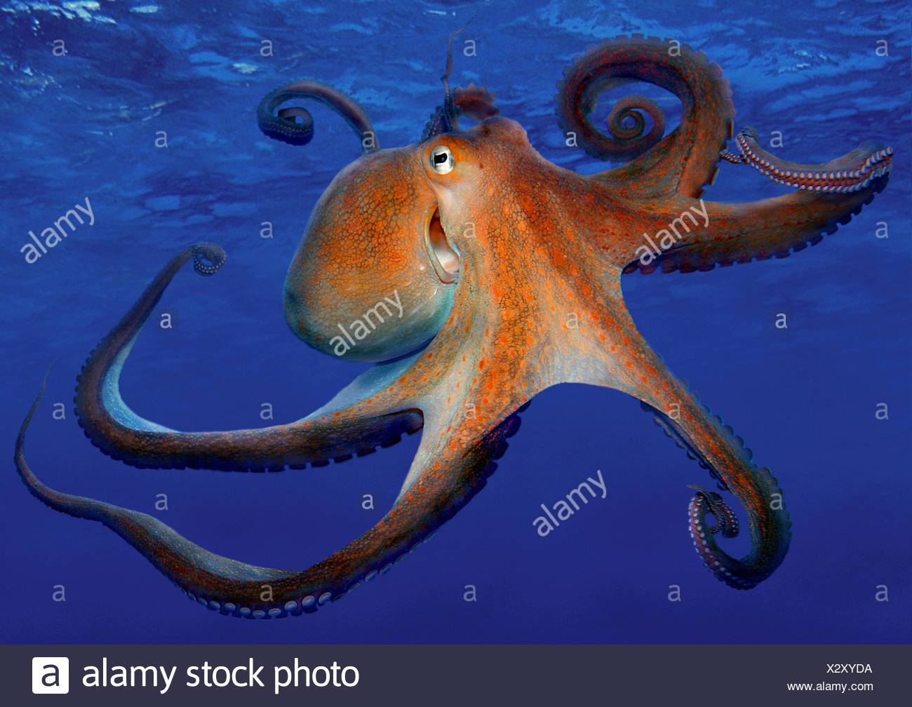Atlantic Octopus