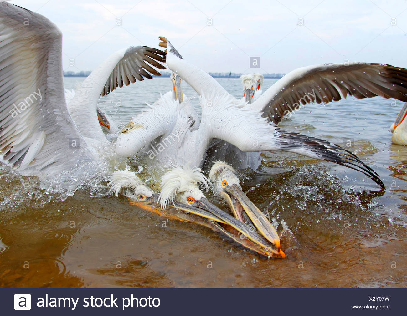 Competitors Try High Resolution Stock Photography and Images - Alamy