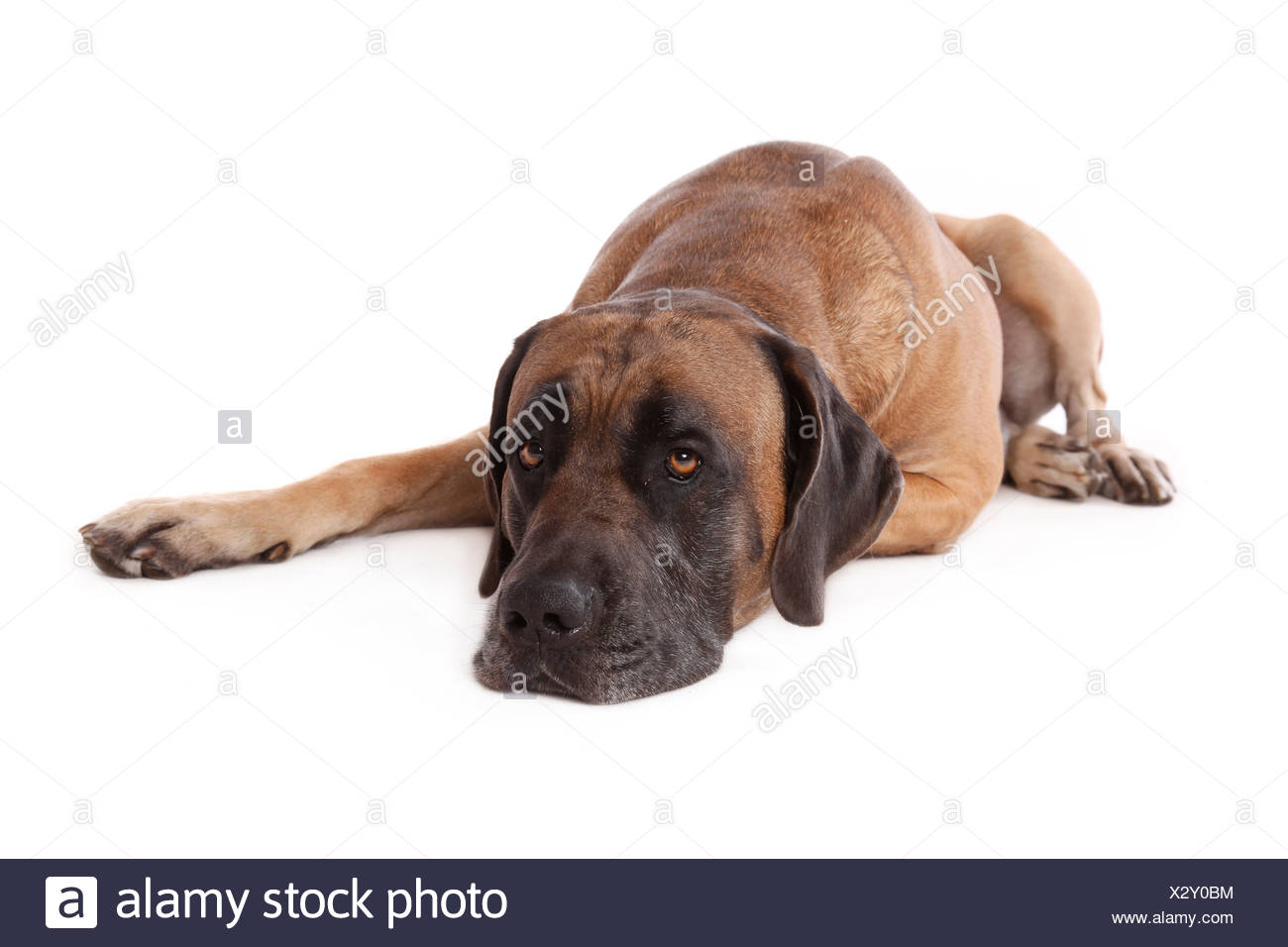 Boarhound High Resolution Stock Photography and Images - Alamy