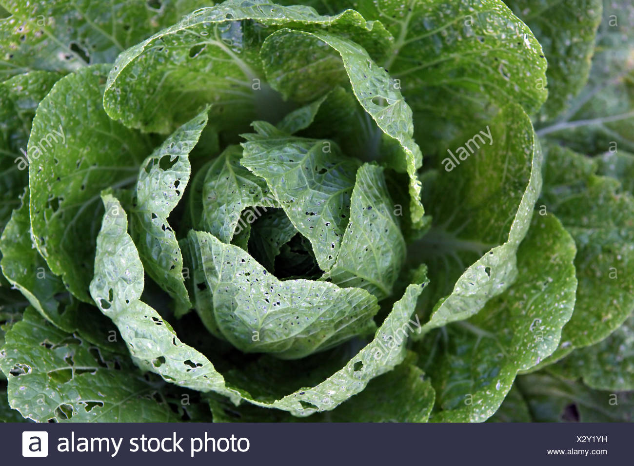 Cutworm Larva Stock Photos & Cutworm Larva Stock Images - Alamy