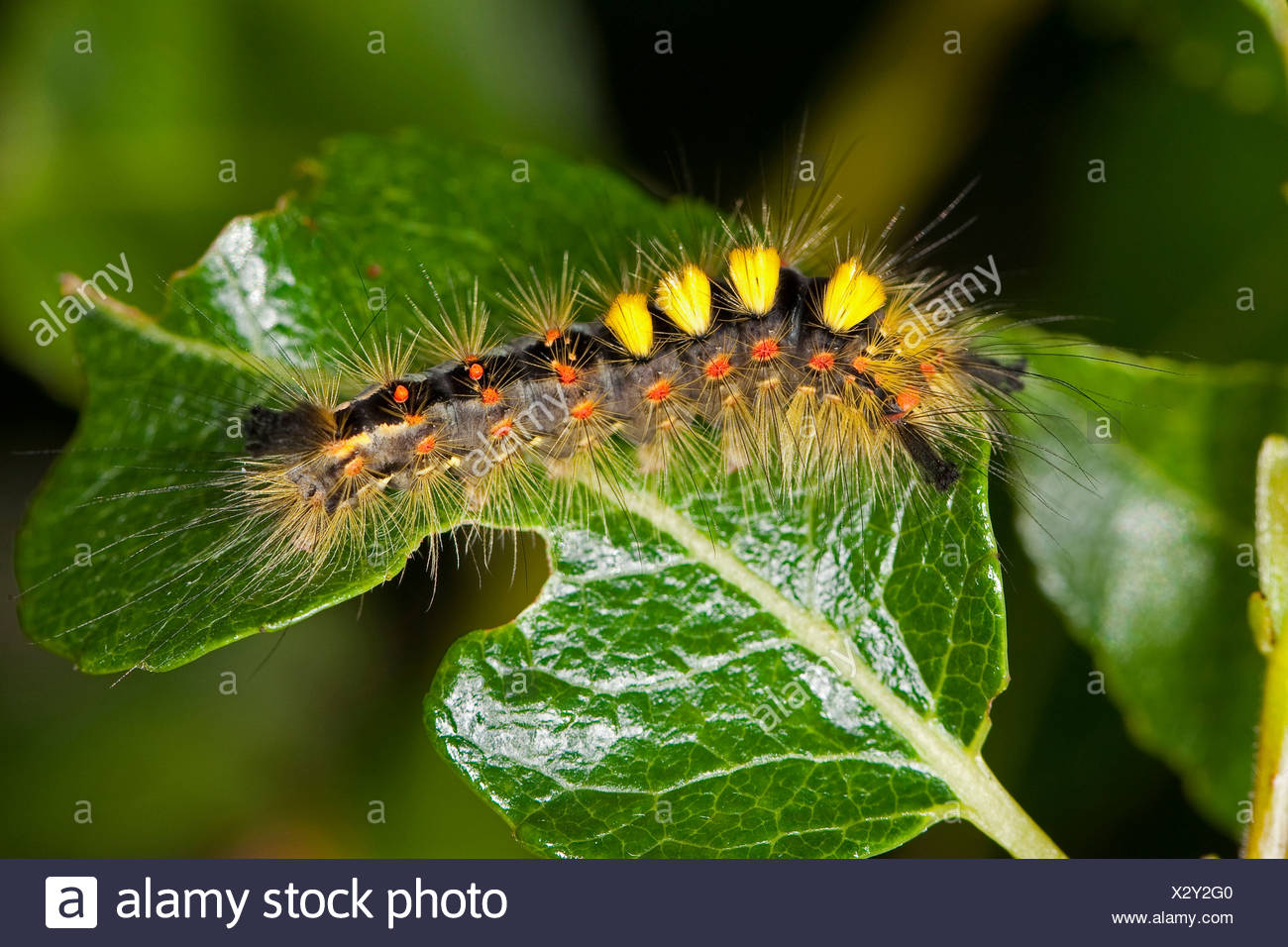 Vapourer Moth Larva High Resolution Stock Photography and Images - Alamy