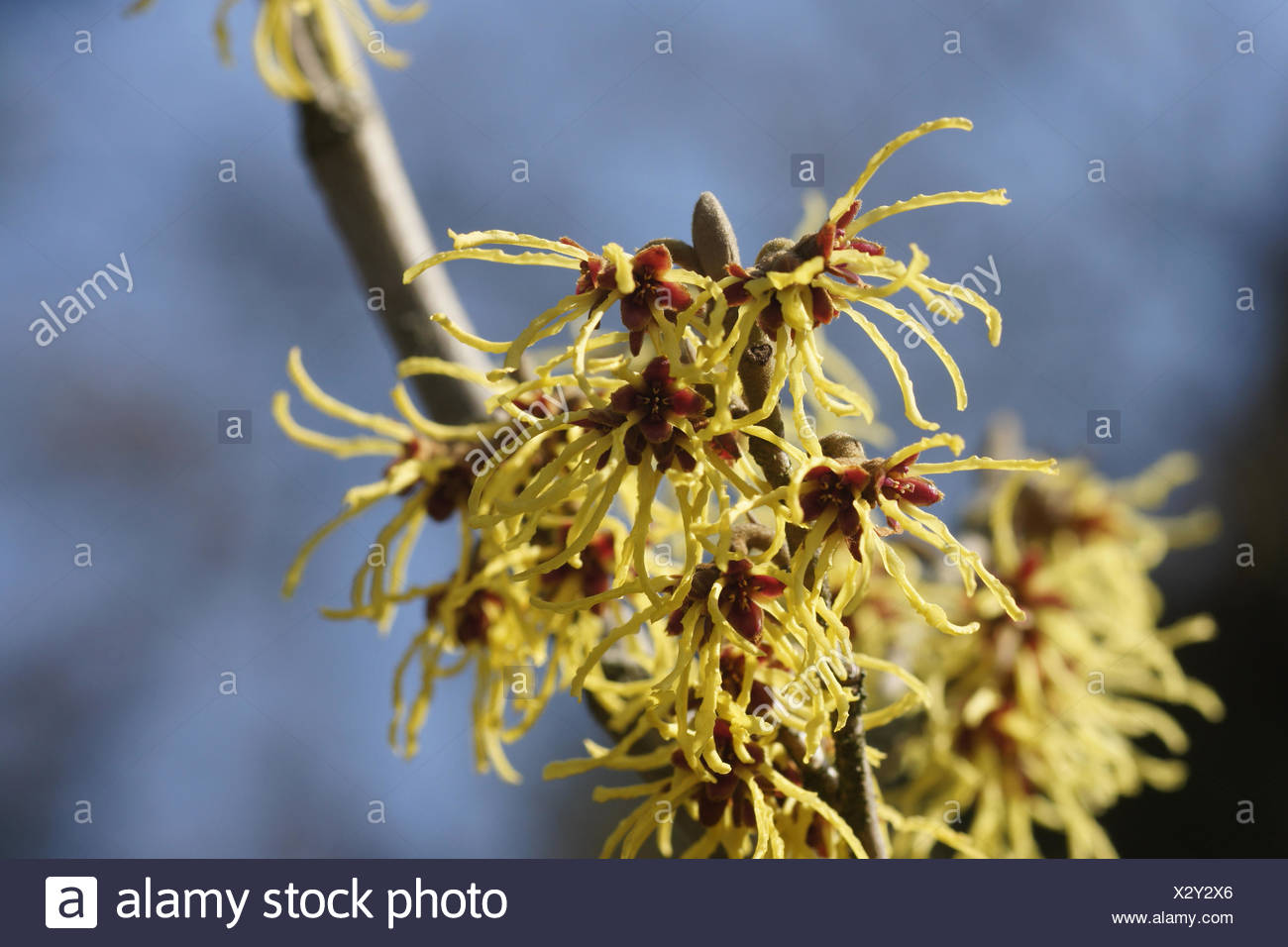 Chinese Witch Hazel High Resolution Stock Photography and Images - Alamy