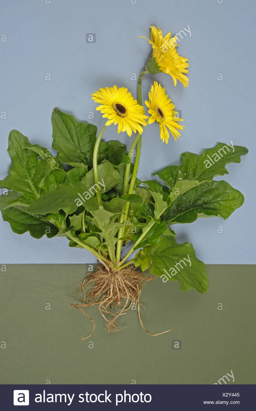 Exposed Structure High Resolution Stock Photography and Images - Alamy