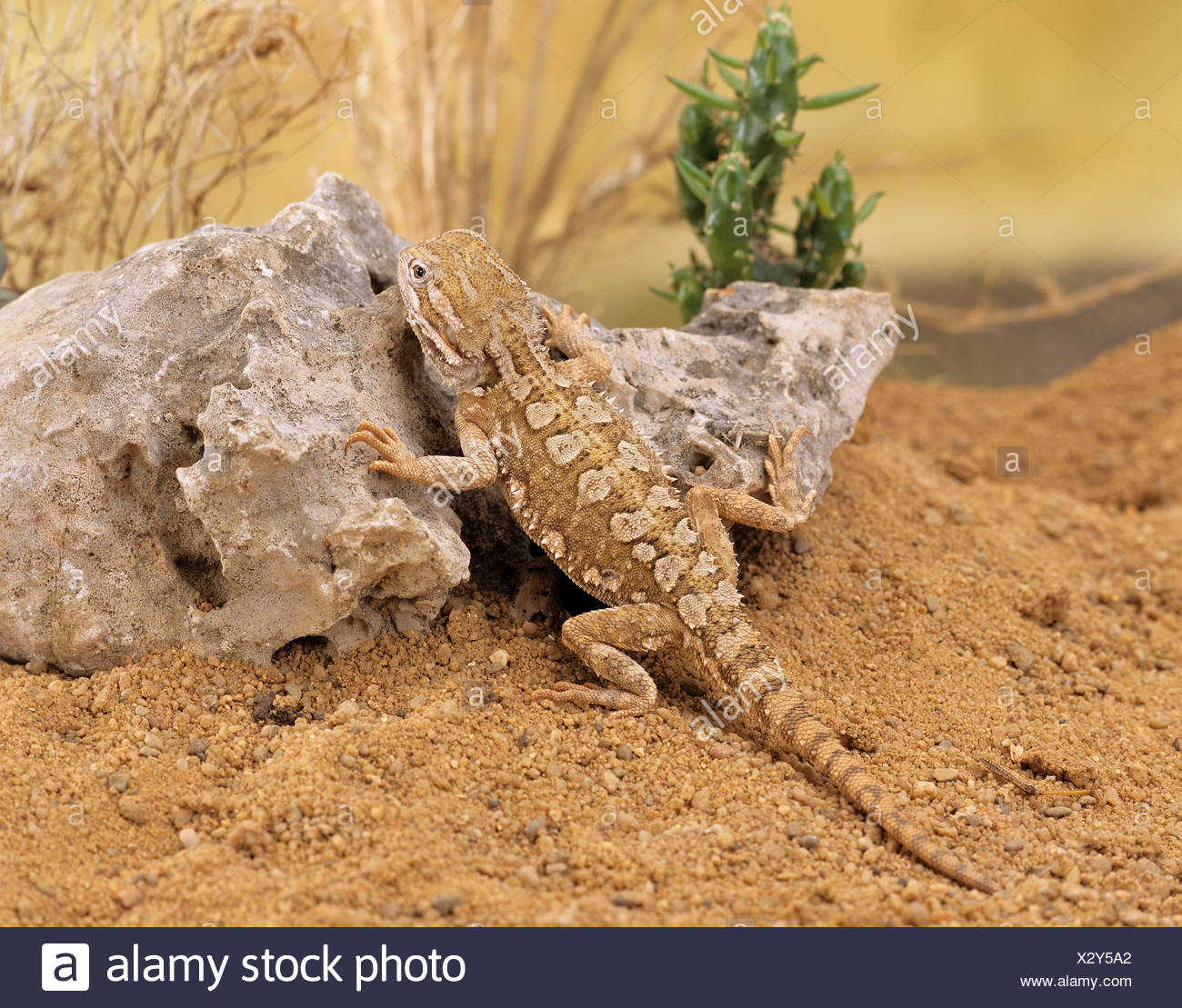 Black Dragons High Resolution Stock Photography and Images - Alamy
