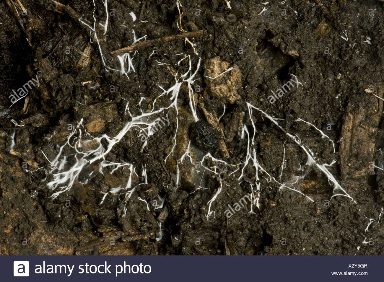 Fungus Filaments Stock Photos & Fungus Filaments Stock Images - Alamy