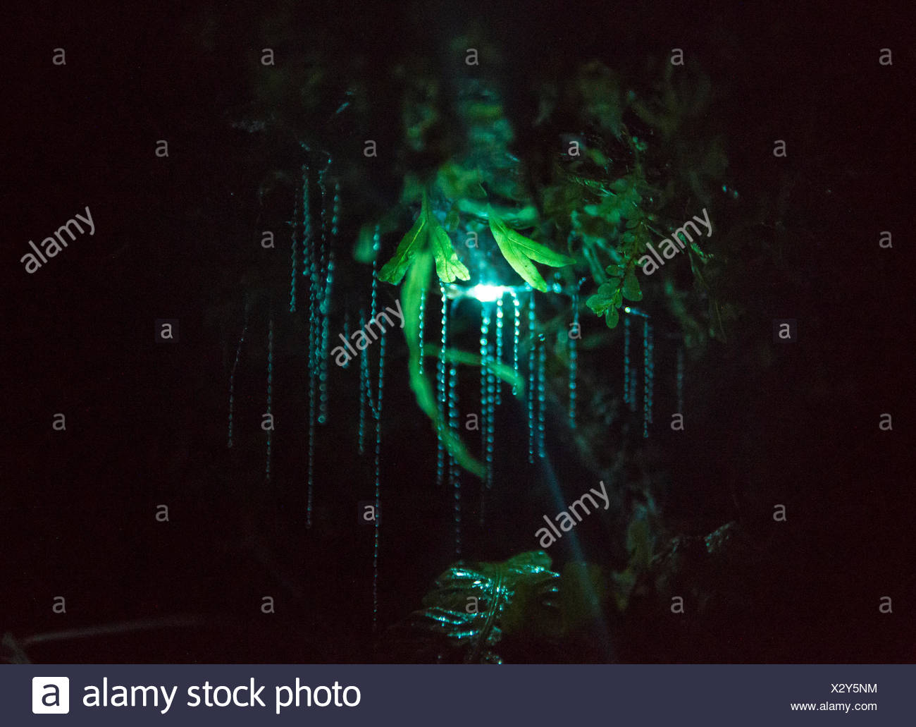 Glow Worm Cave, New Zealand High Resolution Stock Photography and ...