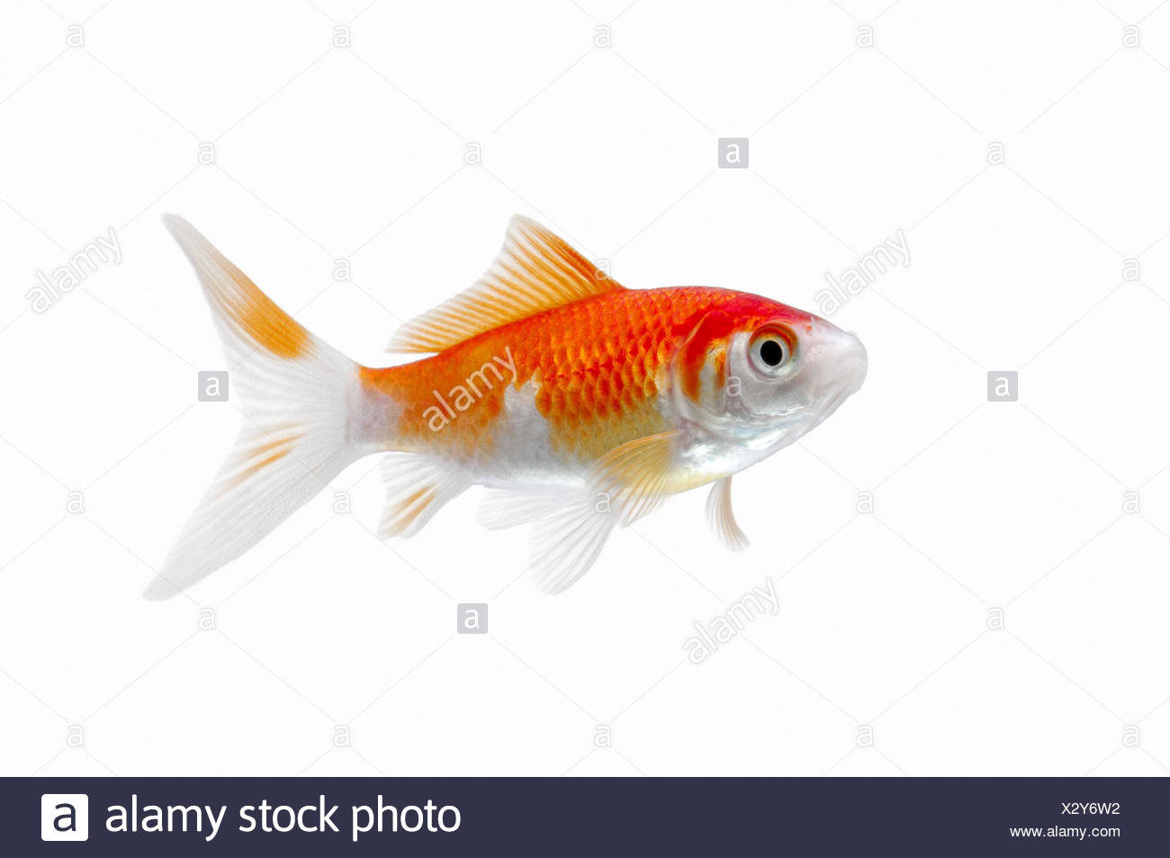 Goldfish High Resolution Stock Photography and Images - Alamy