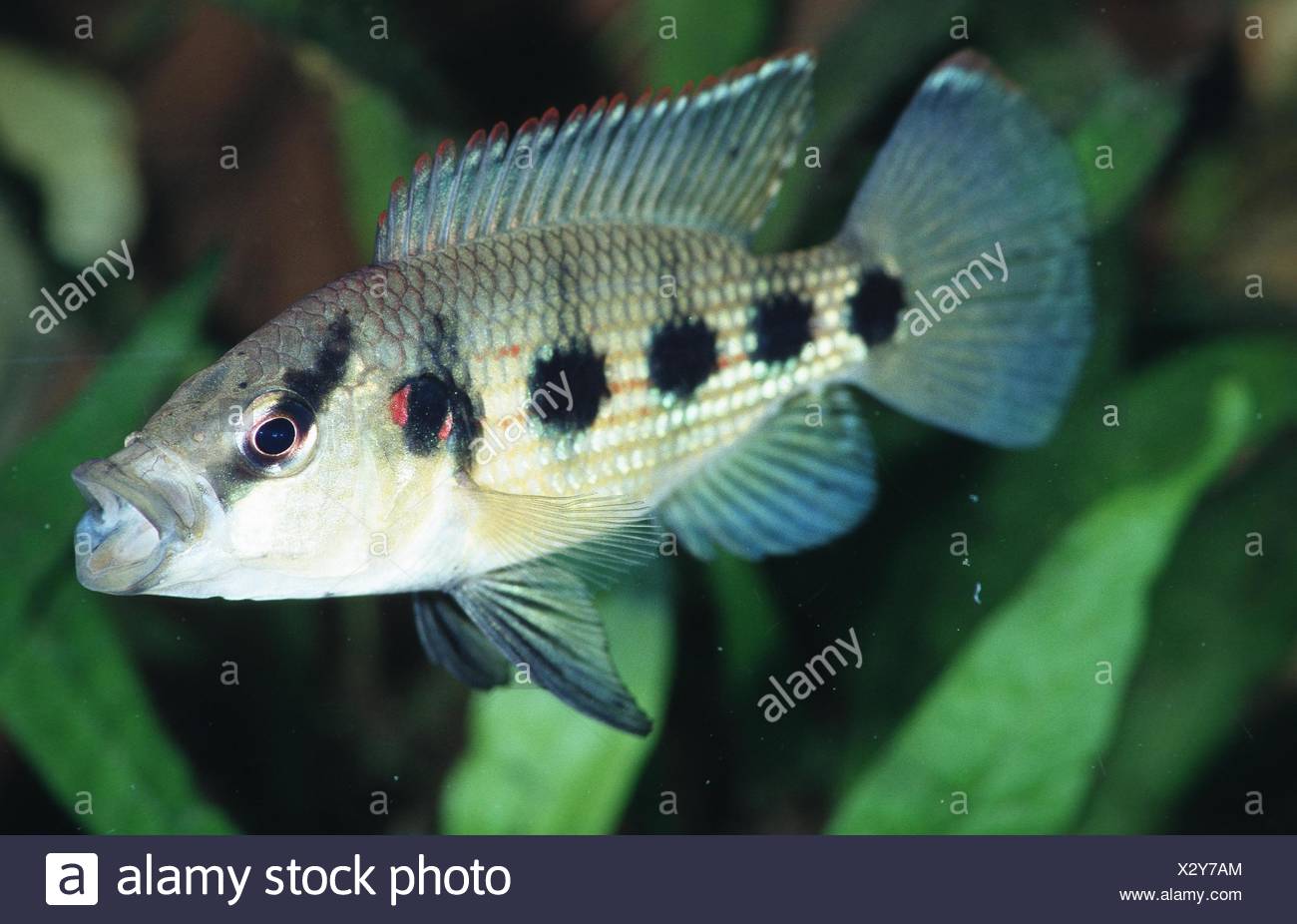 Jewelfish High Resolution Stock Photography and Images - Alamy