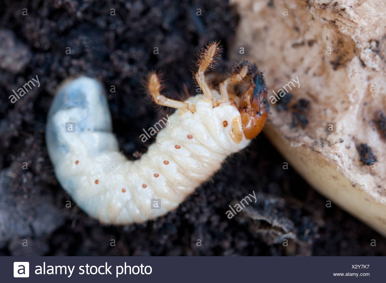 Chafer Grub High Resolution Stock Photography and Images - Alamy