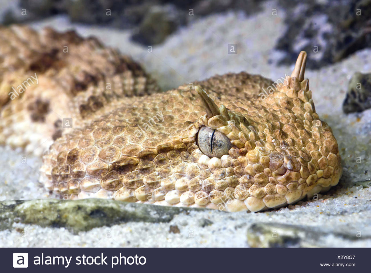 Hornviper High Resolution Stock Photography and Images - Alamy