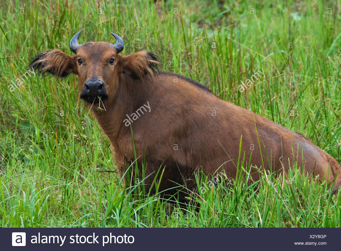 Congo Buffalo Stock Photos & Congo Buffalo Stock Images - Alamy