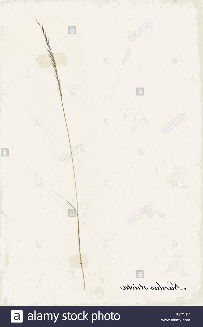 Nardus High Resolution Stock Photography and Images - Alamy