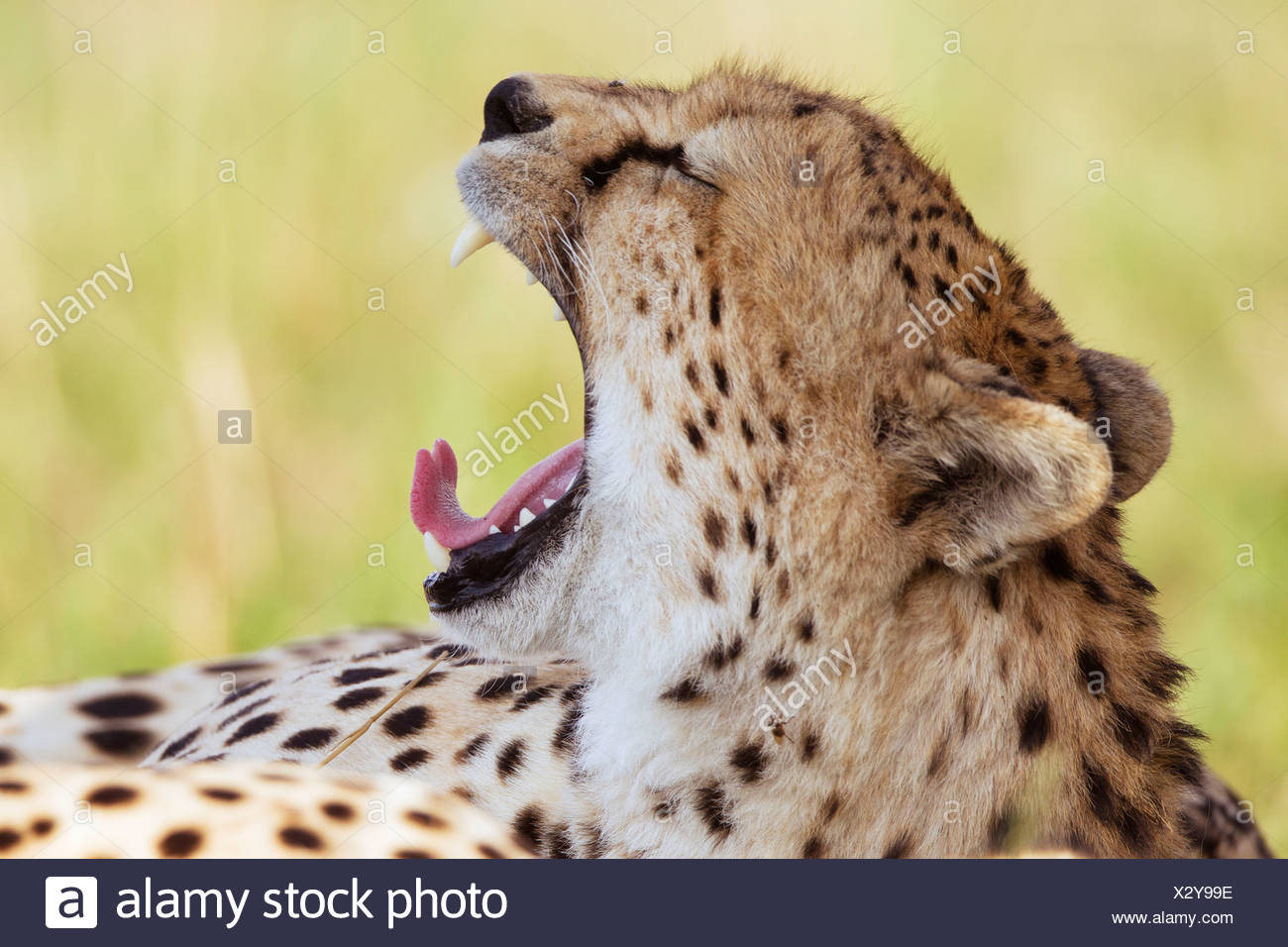 Cheetah Tongue High Resolution Stock Photography and Images - Alamy