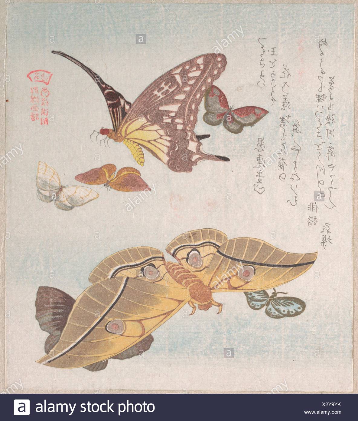 Japanese Moth High Resolution Stock Photography and Images - Alamy