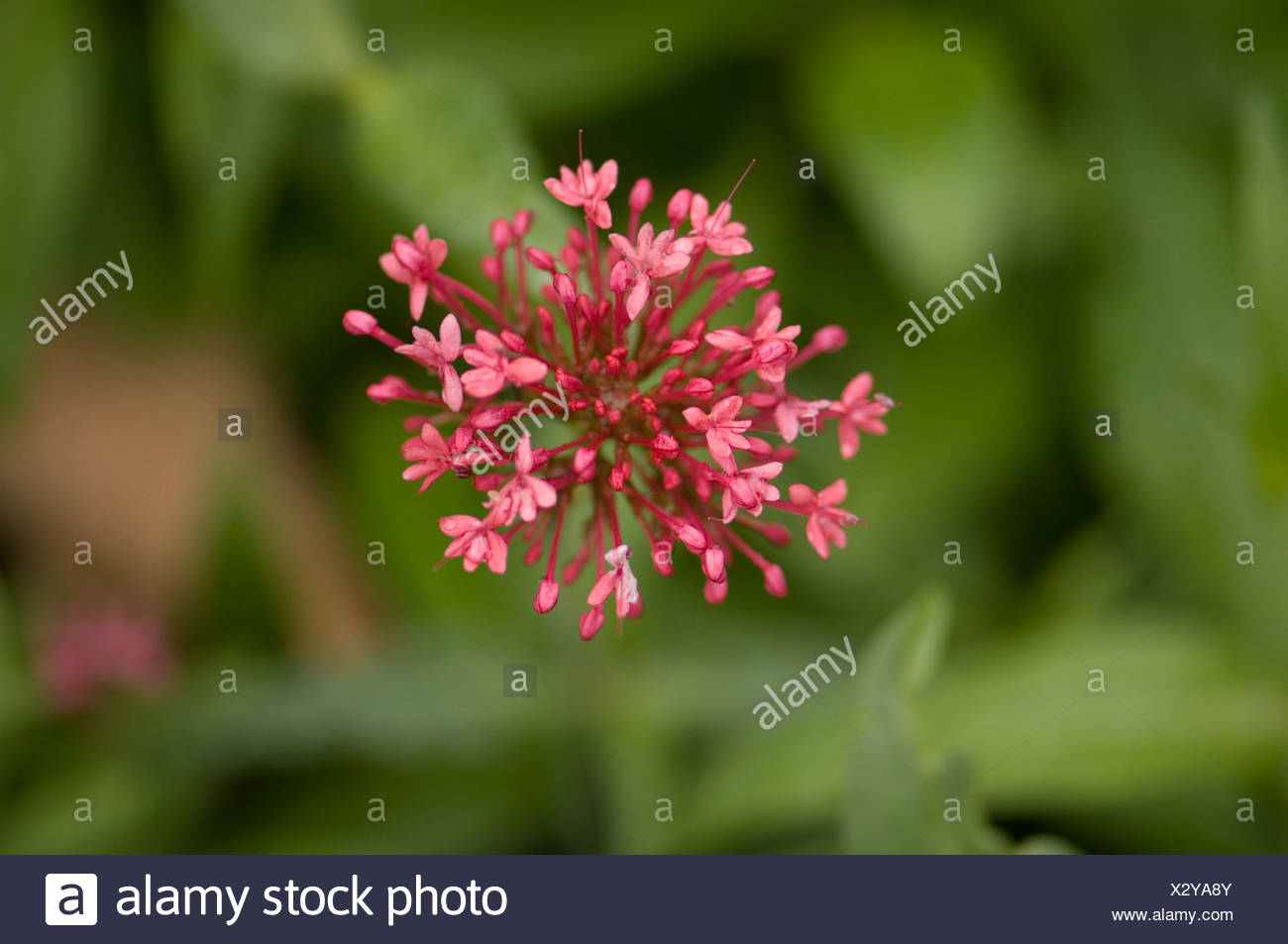 Pretty Betsy High Resolution Stock Photography and Images - Alamy
