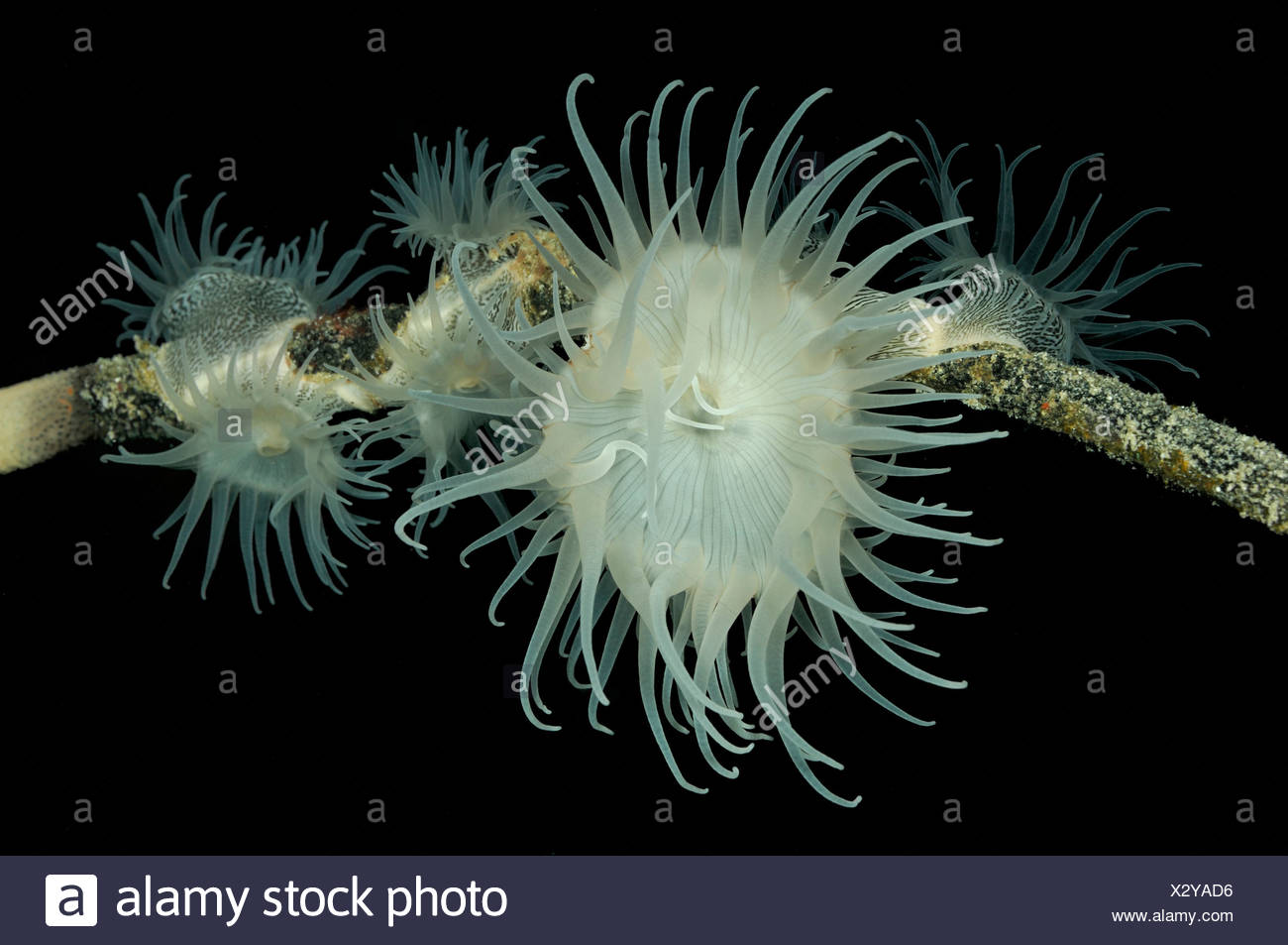 Nemanthus Annamensis High Resolution Stock Photography and Images - Alamy