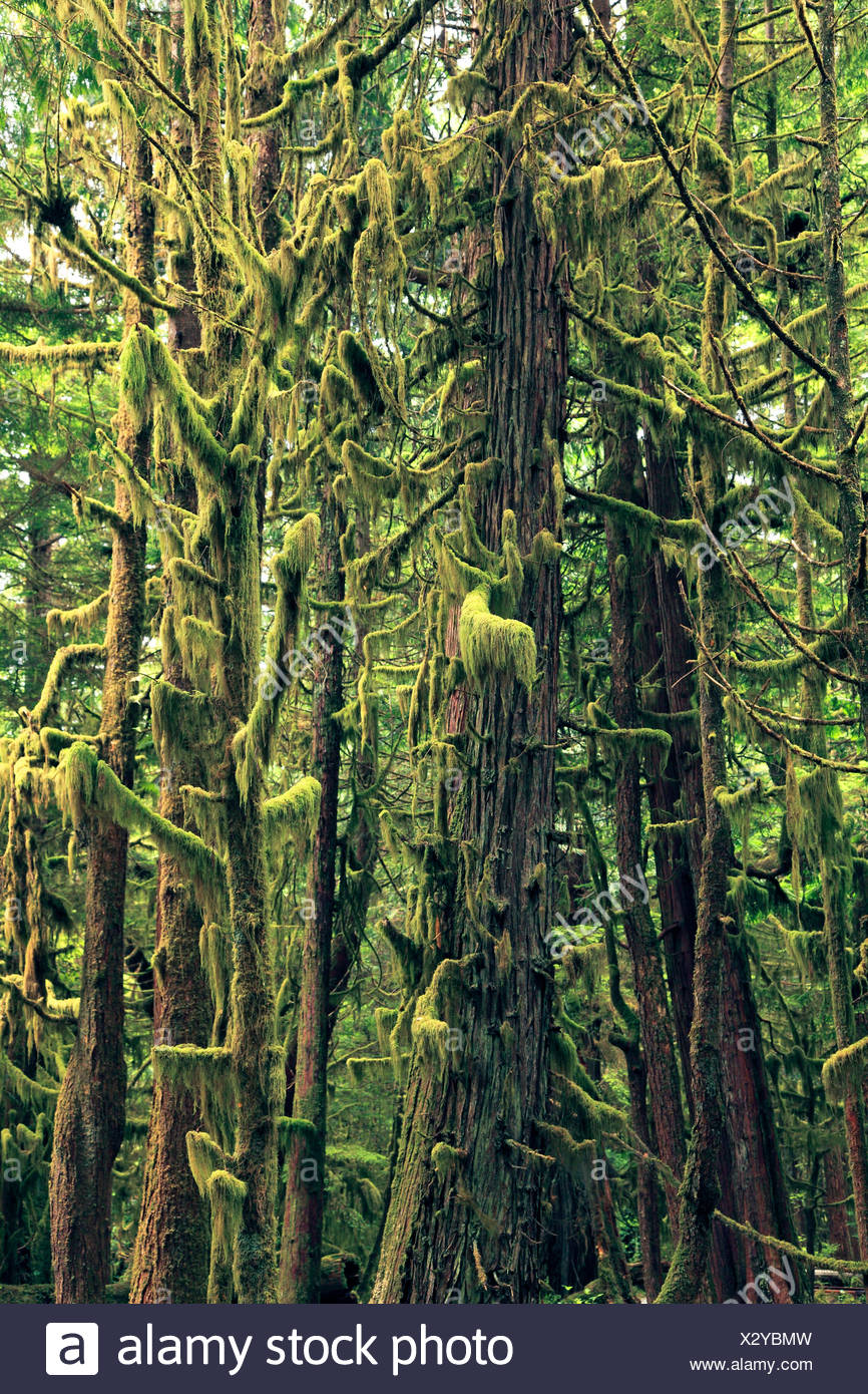 Temperate Rainforest Vancouver Island High Resolution Stock Photography ...