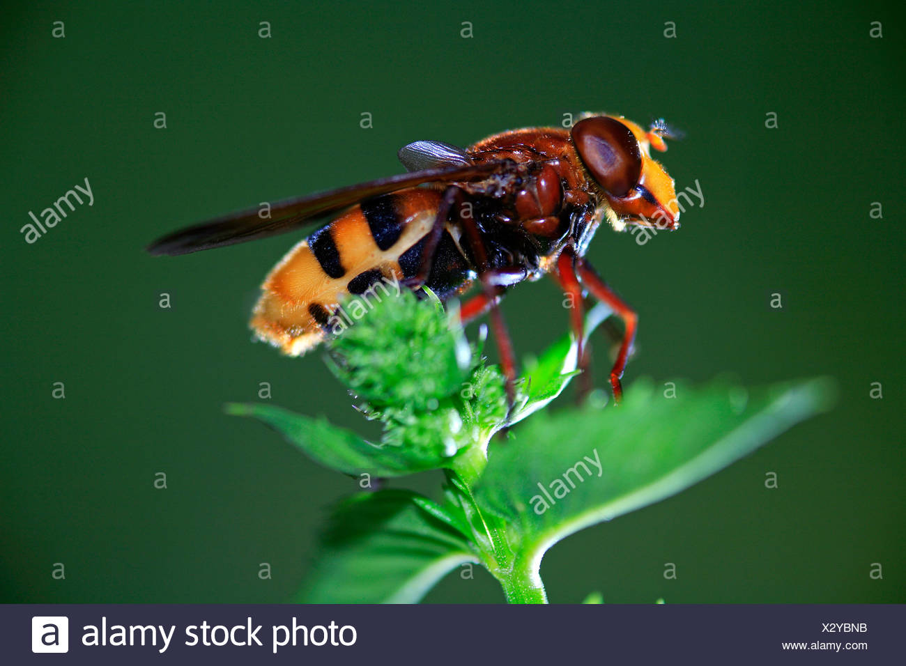 Yellow Jacket Hover Fly High Resolution Stock Photography and Images ...