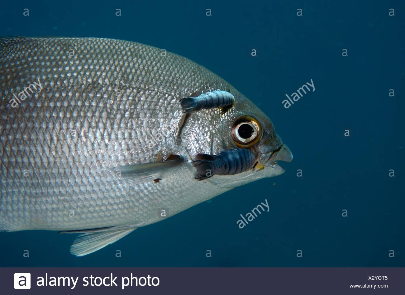 Kyphosus Cinerascens High Resolution Stock Photography and Images - Alamy