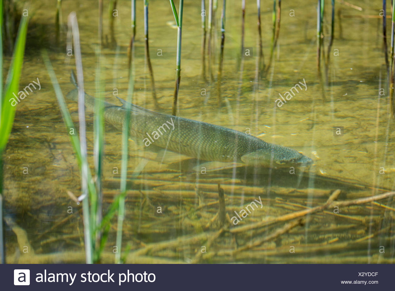 Common Bream Freshwater Bream Carp High Resolution Stock Photography ...