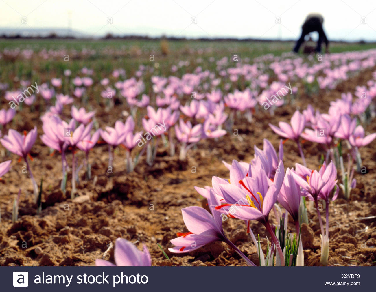 Saffron Field Spain High Resolution Stock Photography and Images - Alamy