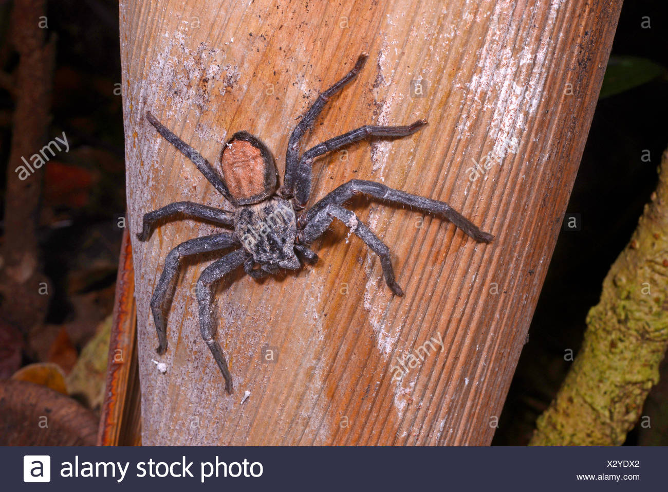 Fishing Spiders Stock Photos & Fishing Spiders Stock Images - Alamy