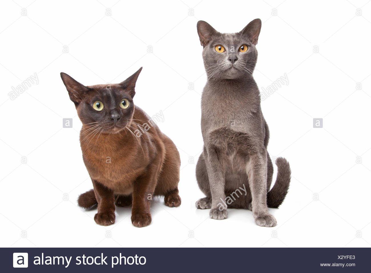 Chocolate Burmese Cat High Resolution Stock Photography and Images - Alamy