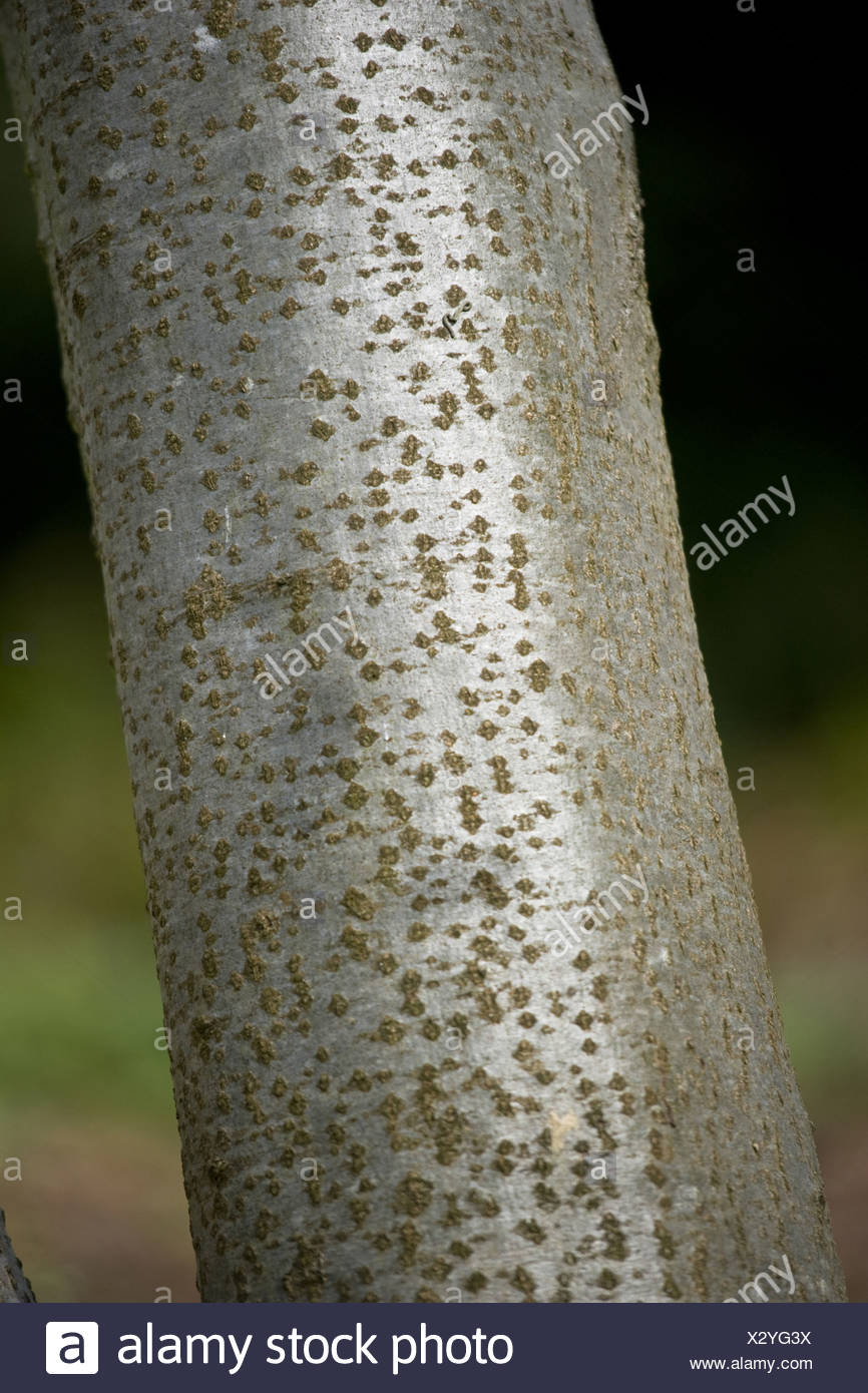 Grey Alder High Resolution Stock Photography and Images - Alamy