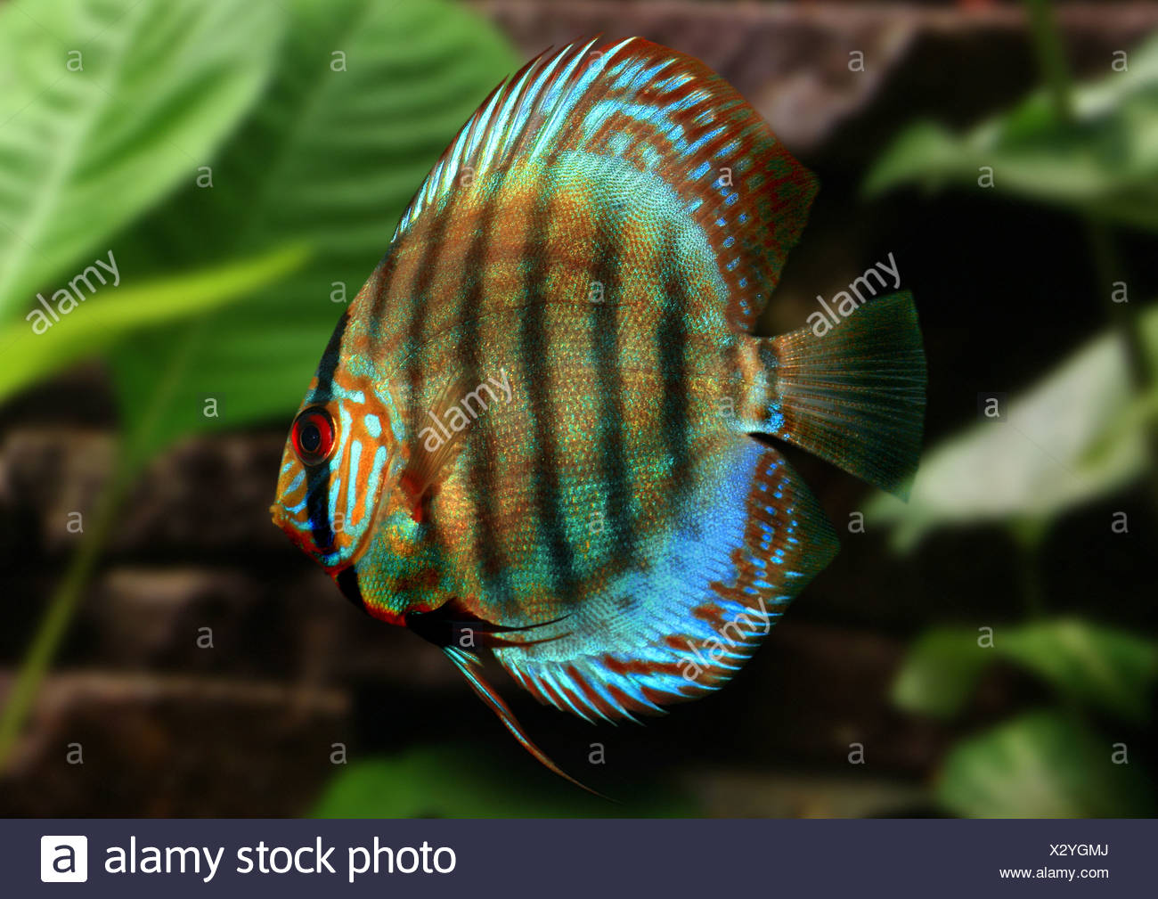Brown Discus Symphysodon Aequifasciata High Resolution Stock ...