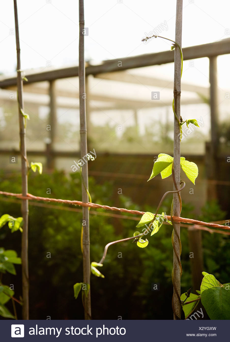 Stem Farming High Resolution Stock Photography and Images - Alamy
