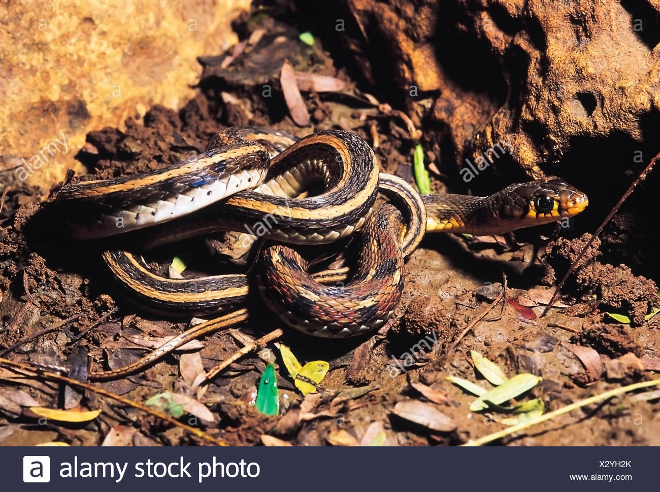 Keelback Snakes High Resolution Stock Photography and Images - Alamy