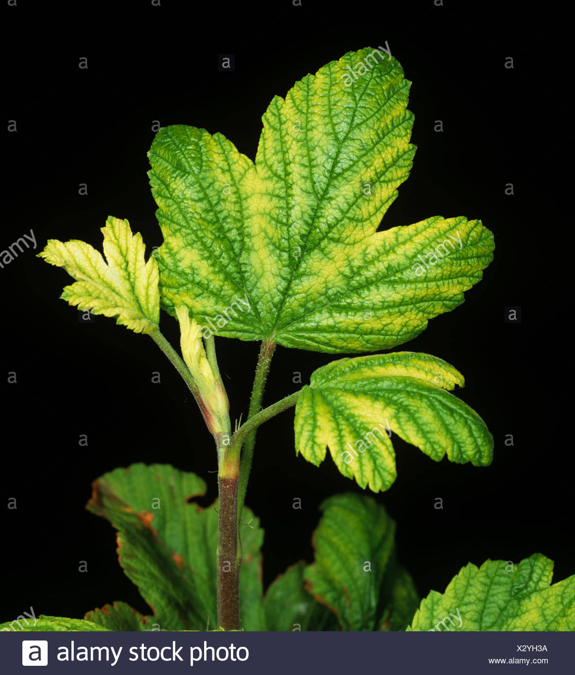 Nitrogen Deficiency High Resolution Stock Photography and Images - Alamy