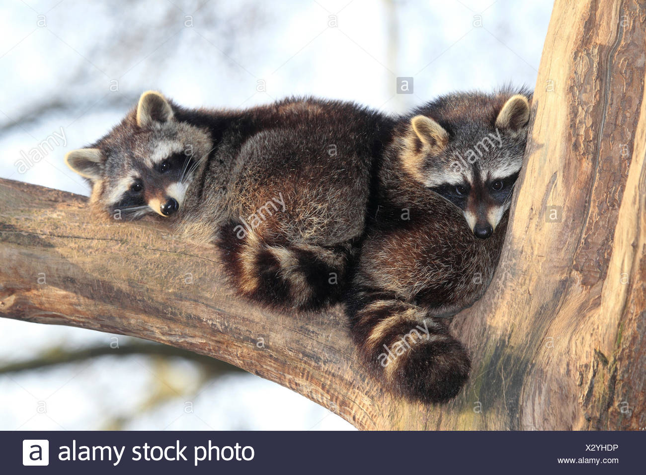 Sleep On The Tree High Resolution Stock Photography and Images - Alamy