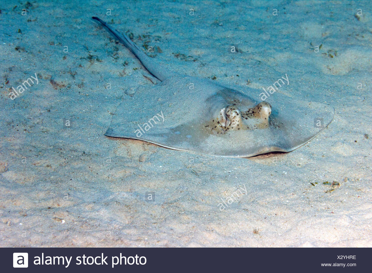 Australia Stingray High Resolution Stock Photography and Images - Alamy