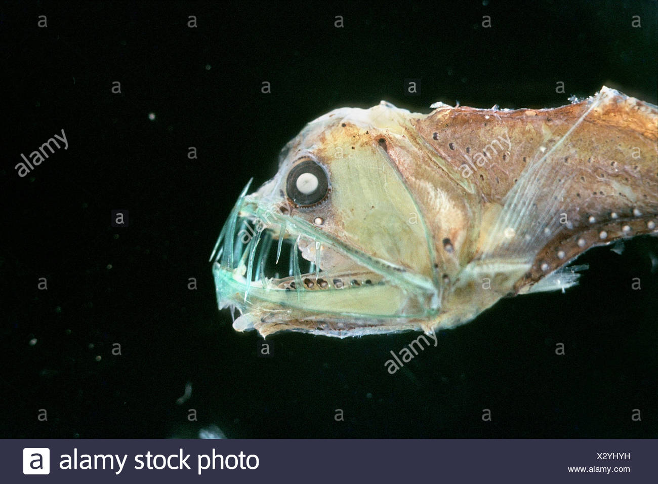 Viperfish High Resolution Stock Photography and Images - Alamy